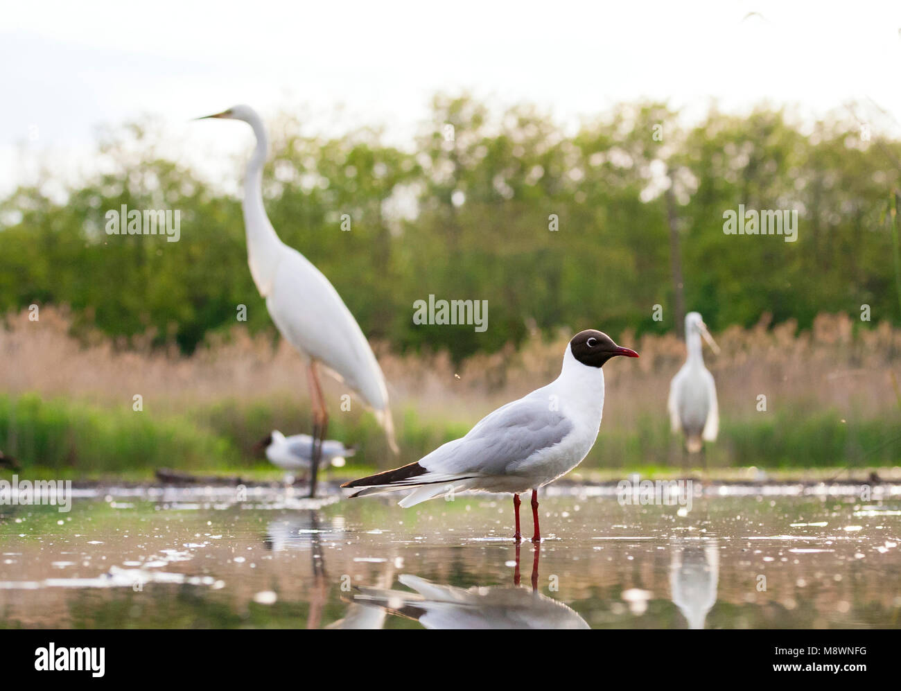 Common water birds hi-res stock photography and images - Alamy