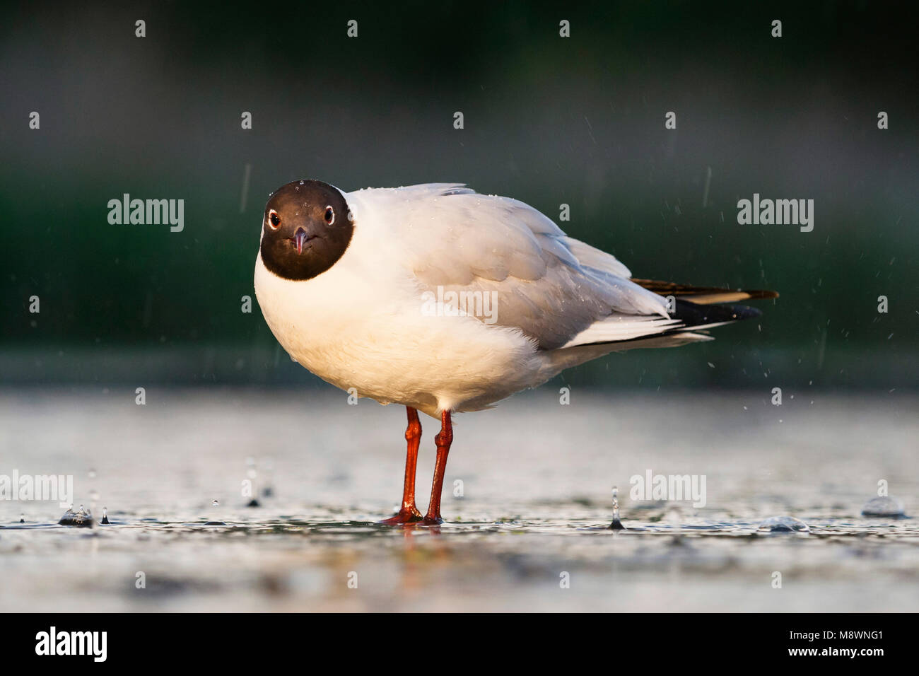 Kokmeeuw staand in regen; Common Black-headed Gull standing in rain ...