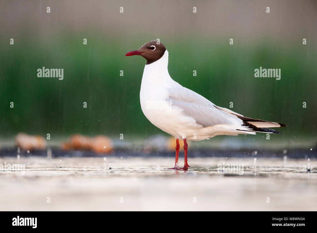 Kokmeeuw staand in regen; Common Black-headed Gull standing in rain ...
