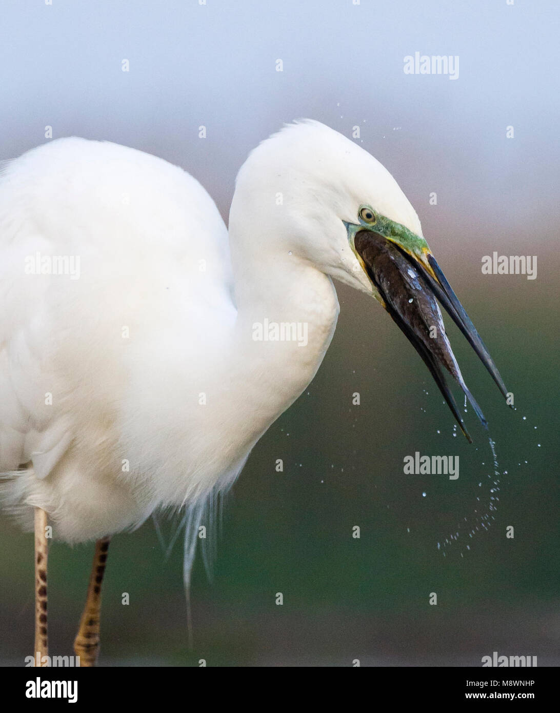 Grote Zilverreiger met vis in bek; Western Great Egret with fish in ...