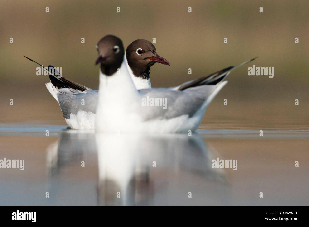 Kokmeeuwen zwemmend; Common Black-headed Gulls swimming Stock Photo - Alamy