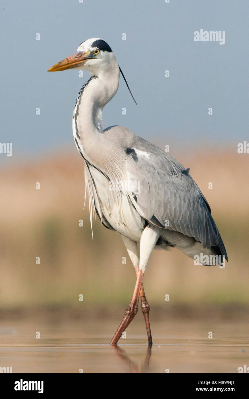 Blauwe Reiger lopend in water; Grey Heron walking in water Stock Photo ...