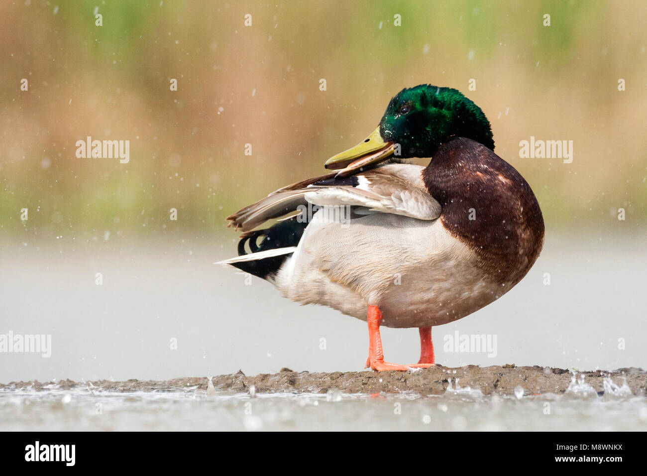 Wilde Eend man poetsend op waterkant in regenbui; Mallard male preening ...