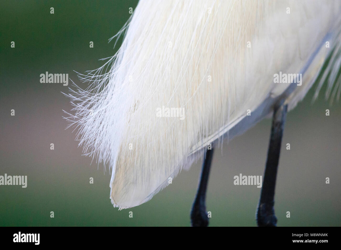 Staartveren Kleine Zilverreiger in close up; Little Egret tail feathers ...