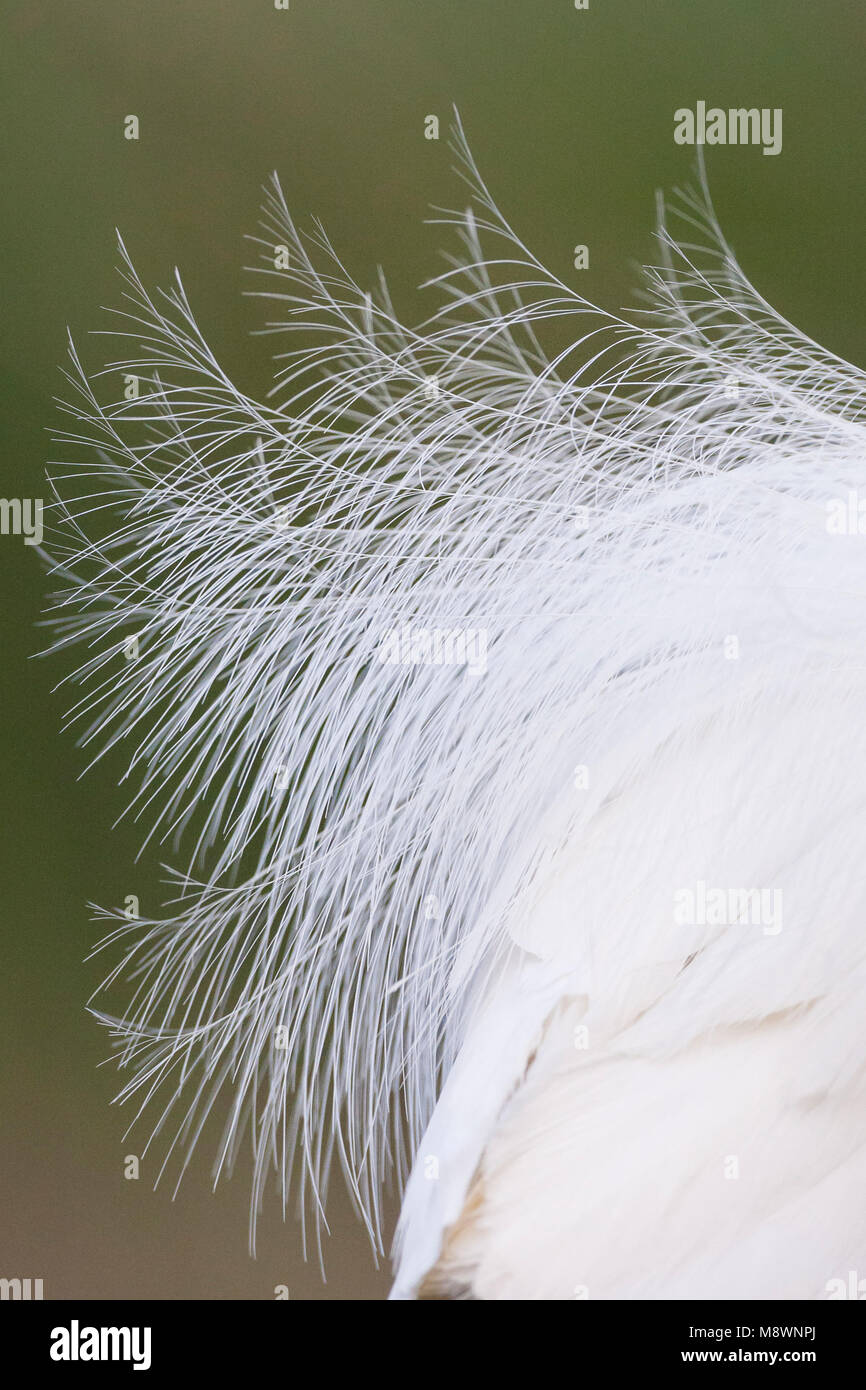 Staartveren Kleine Zilverreiger in close up; Little Egret tail feathers ...