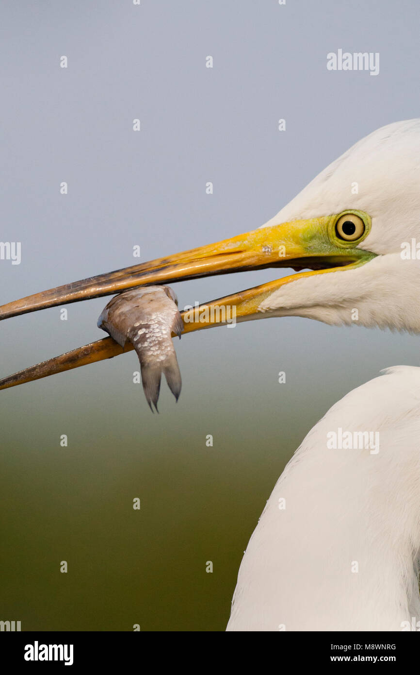 Grote Zilverreiger met vis in bek; Western Great Egret with fish in ...
