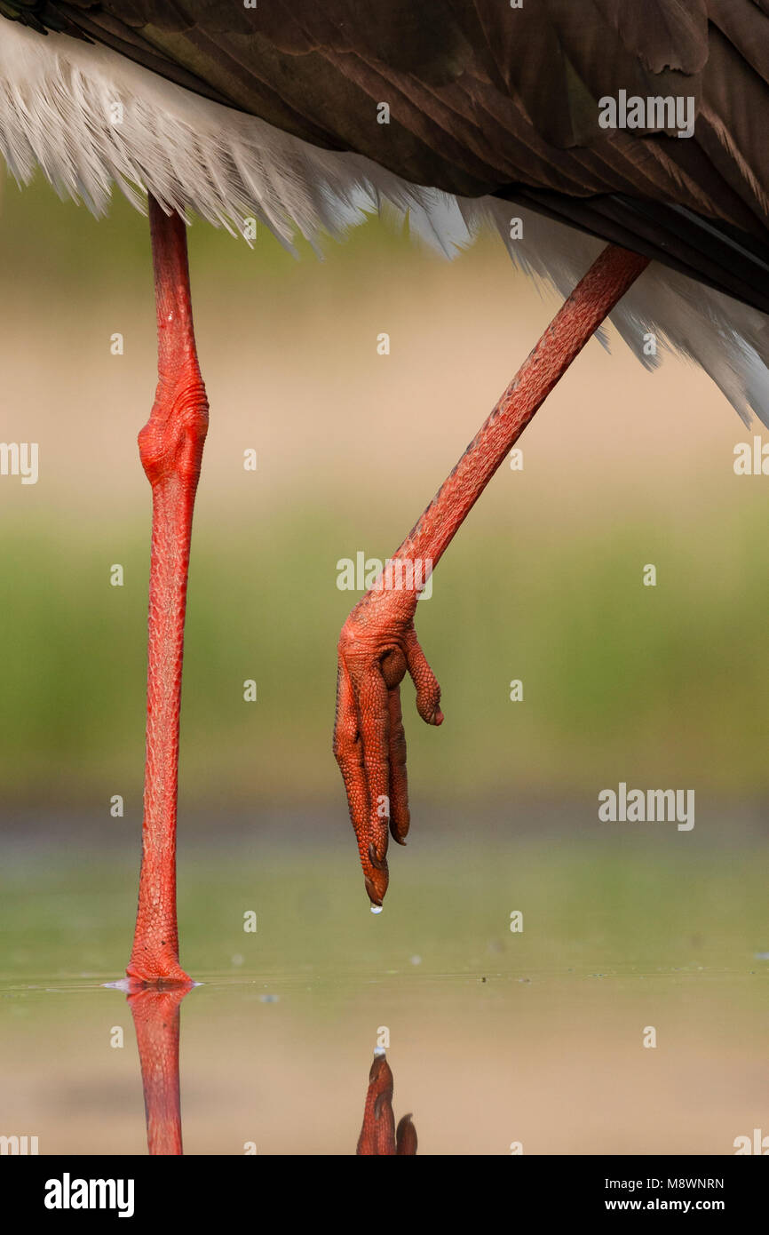 Zwarte Ooievaar volwassen poten; Black Stork adult legs Stock Photo - Alamy