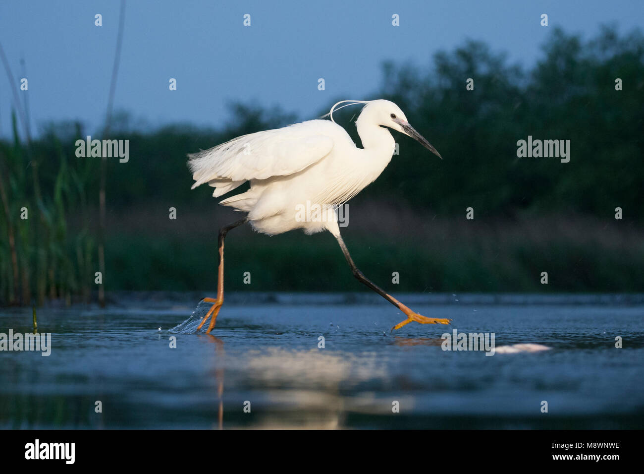 Kleine Zilverreiger lopend in water in de avond; Little Egret walking ...