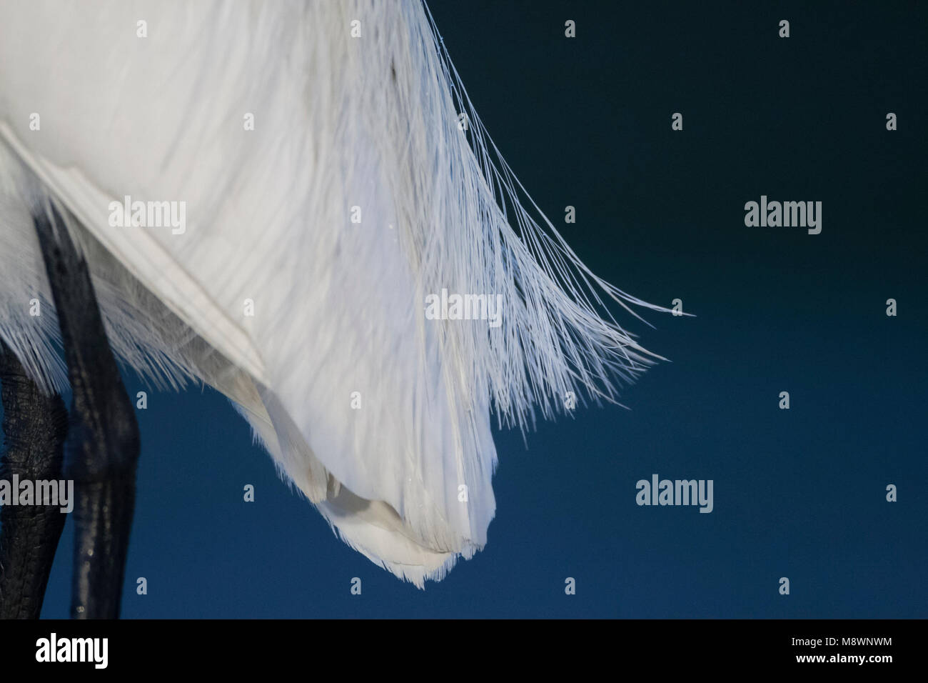 Staartveren Kleine Zilverreiger in close up; Little Egret tail feathers ...