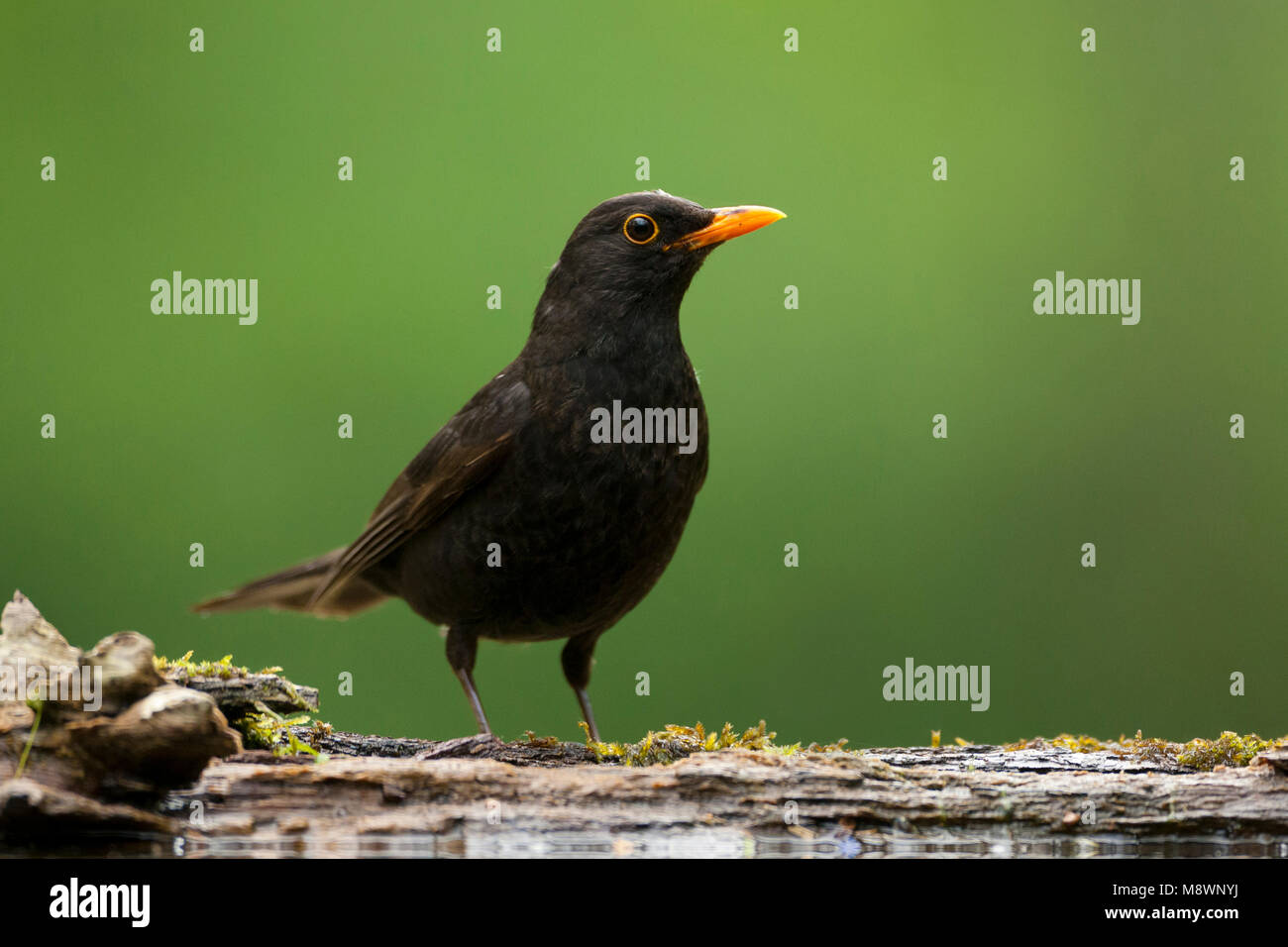 Merel man staand op waterkant, Eurasian Blackbird male standing at ...
