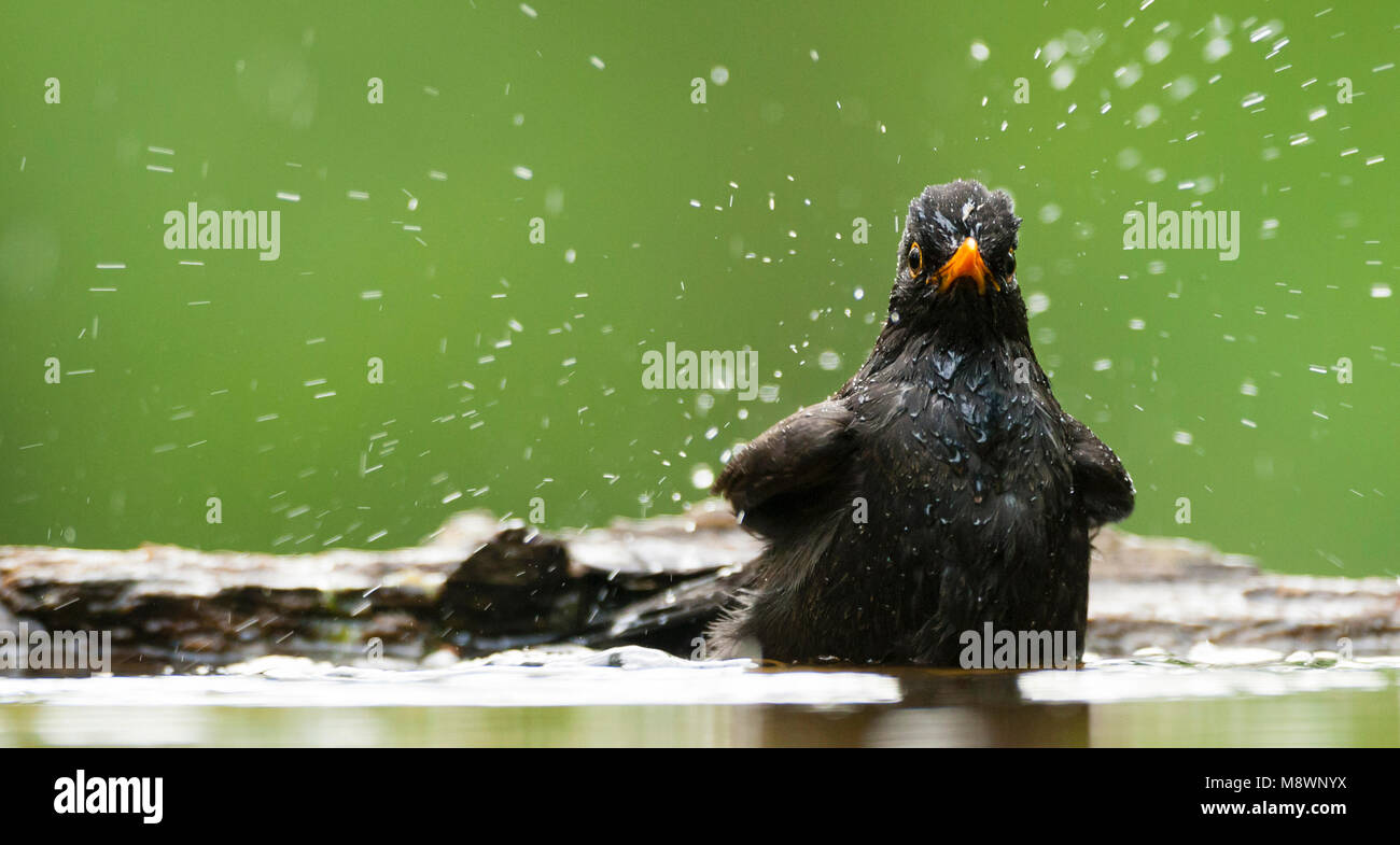 Merel man badend in drinkvijver, Eurasian Blackbird male bathing in ...