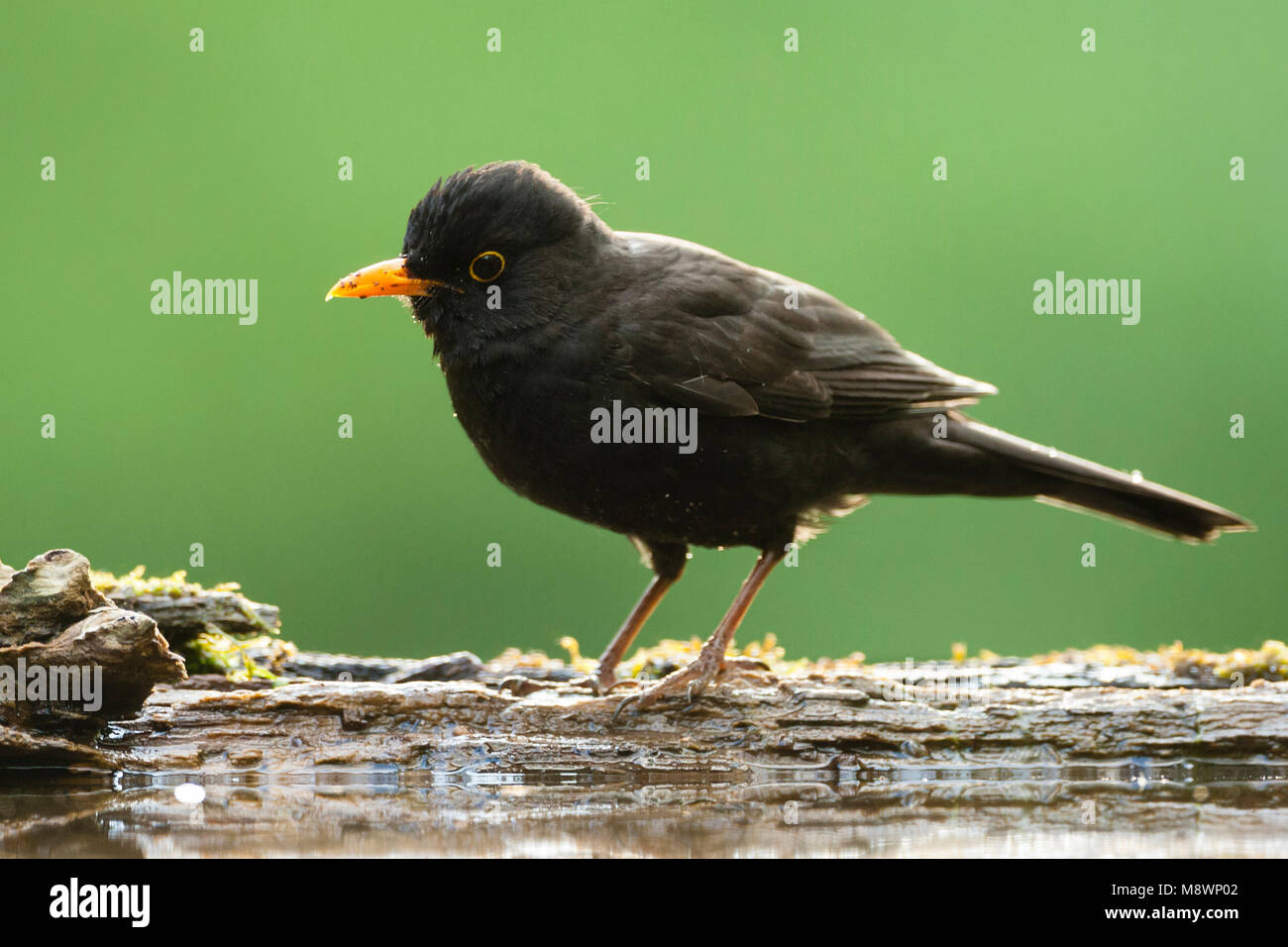 Merel man staand op waterkant, Eurasian Blackbird male standing at ...