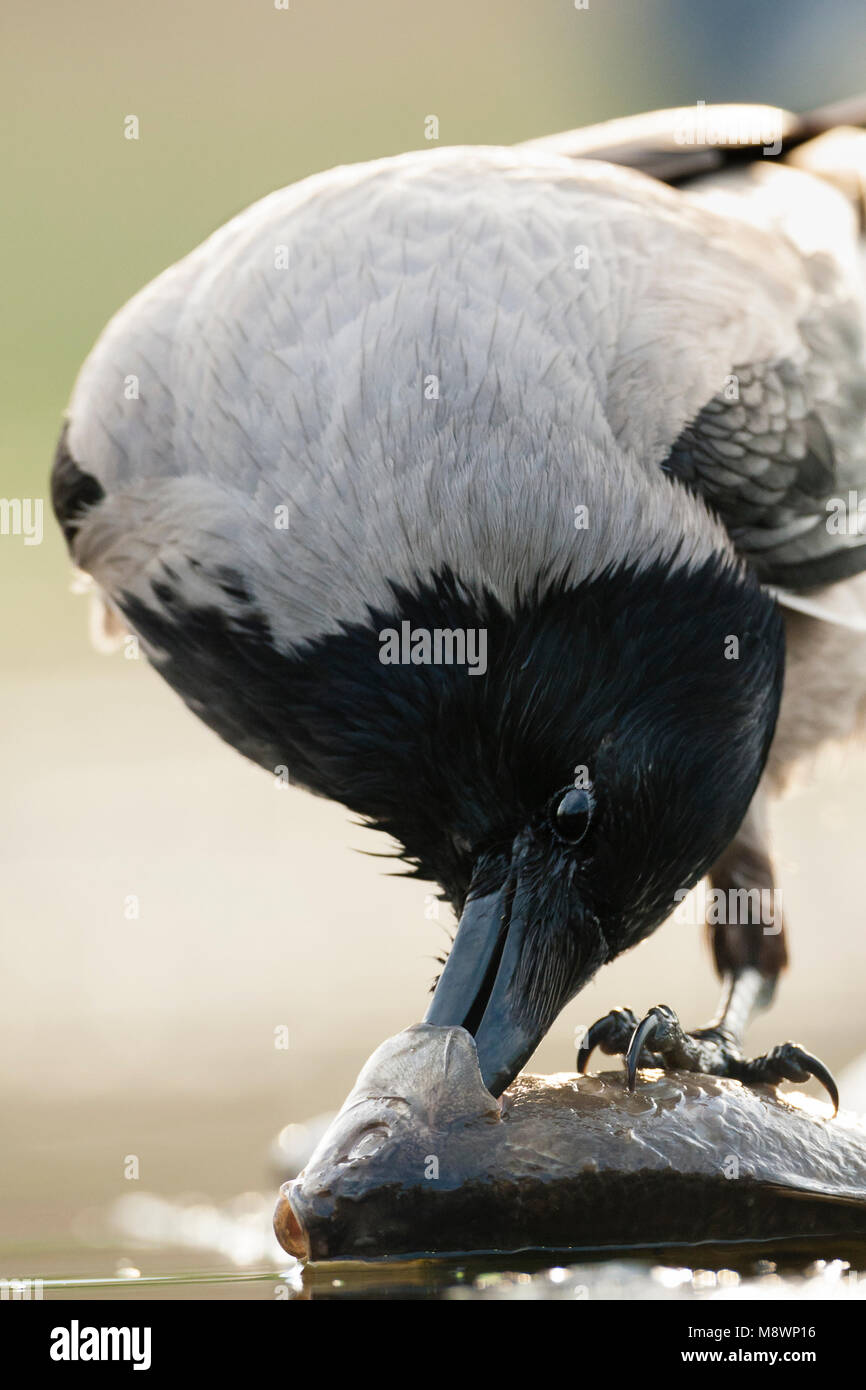 Crow eating hi-res stock photography and images - Alamy