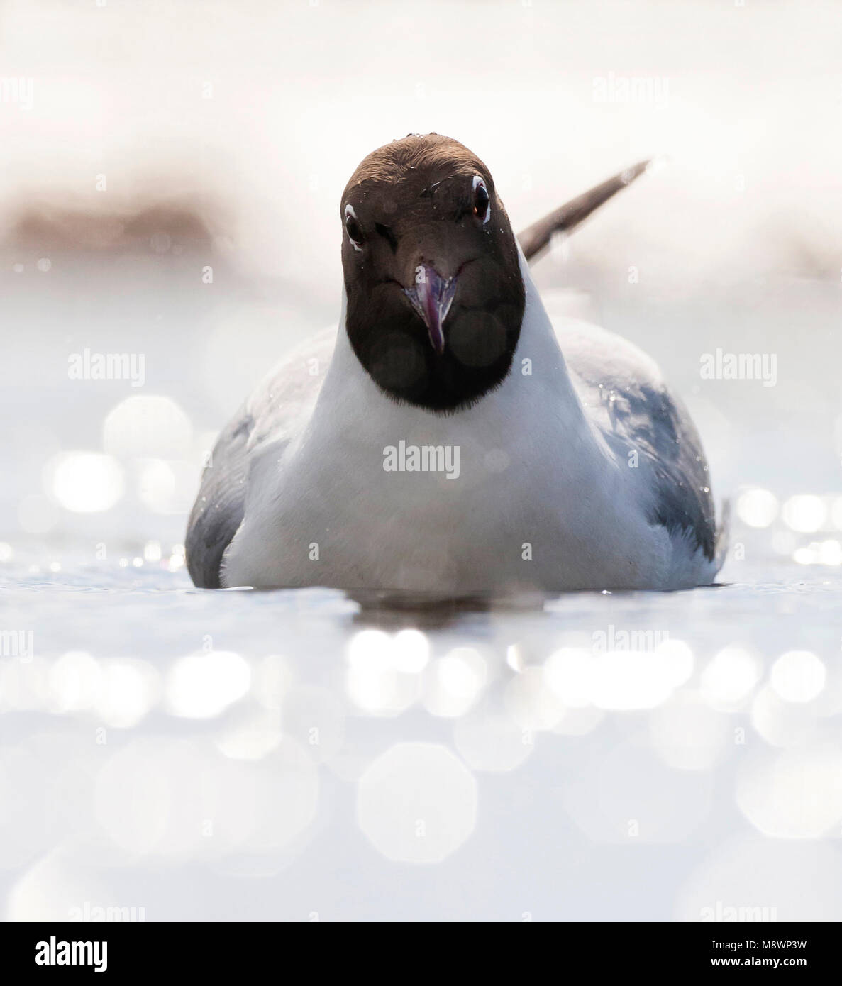 Kokmeeuw zwemmend in de regen; Common Black-headed Gull swimming in ...