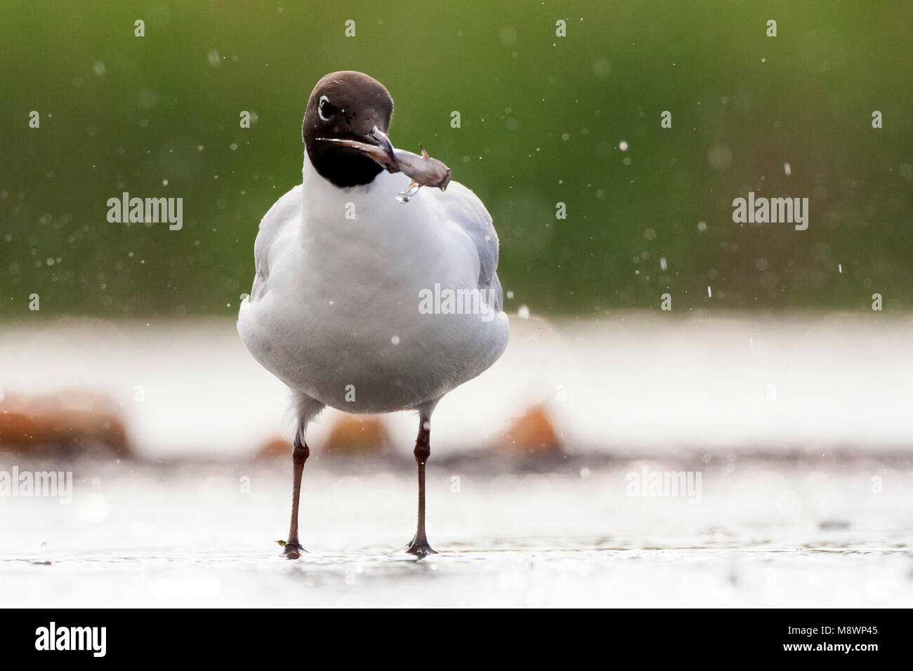 Kokmeeuw staand met vis in bek; Common Black-headed Gull standing with ...