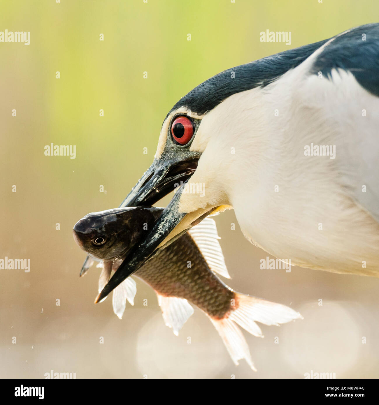 Kwak met gevangen vis in bek; Black-crowned Night Heron with caught ...