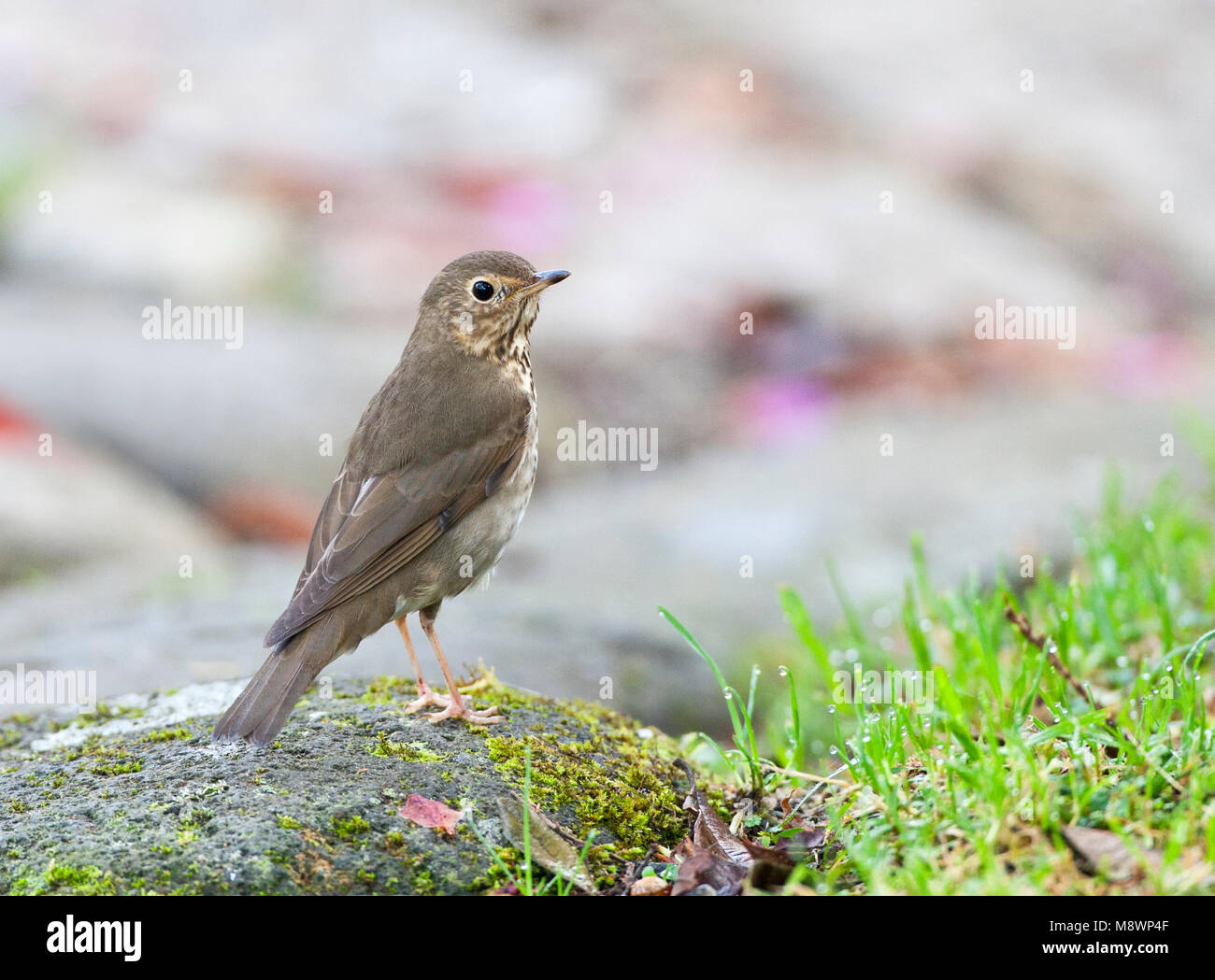 Swainsons thrush catharus ustulatus hi-res stock photography and images ...