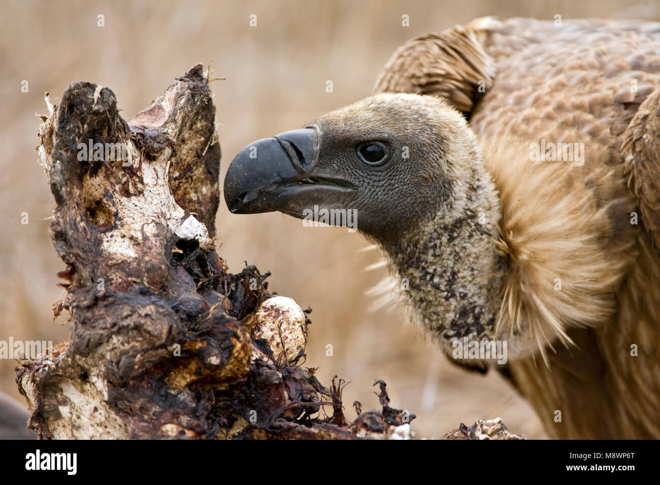 Witruggier, African White-backed Vulture, Gyps africanus Stock Photo ...
