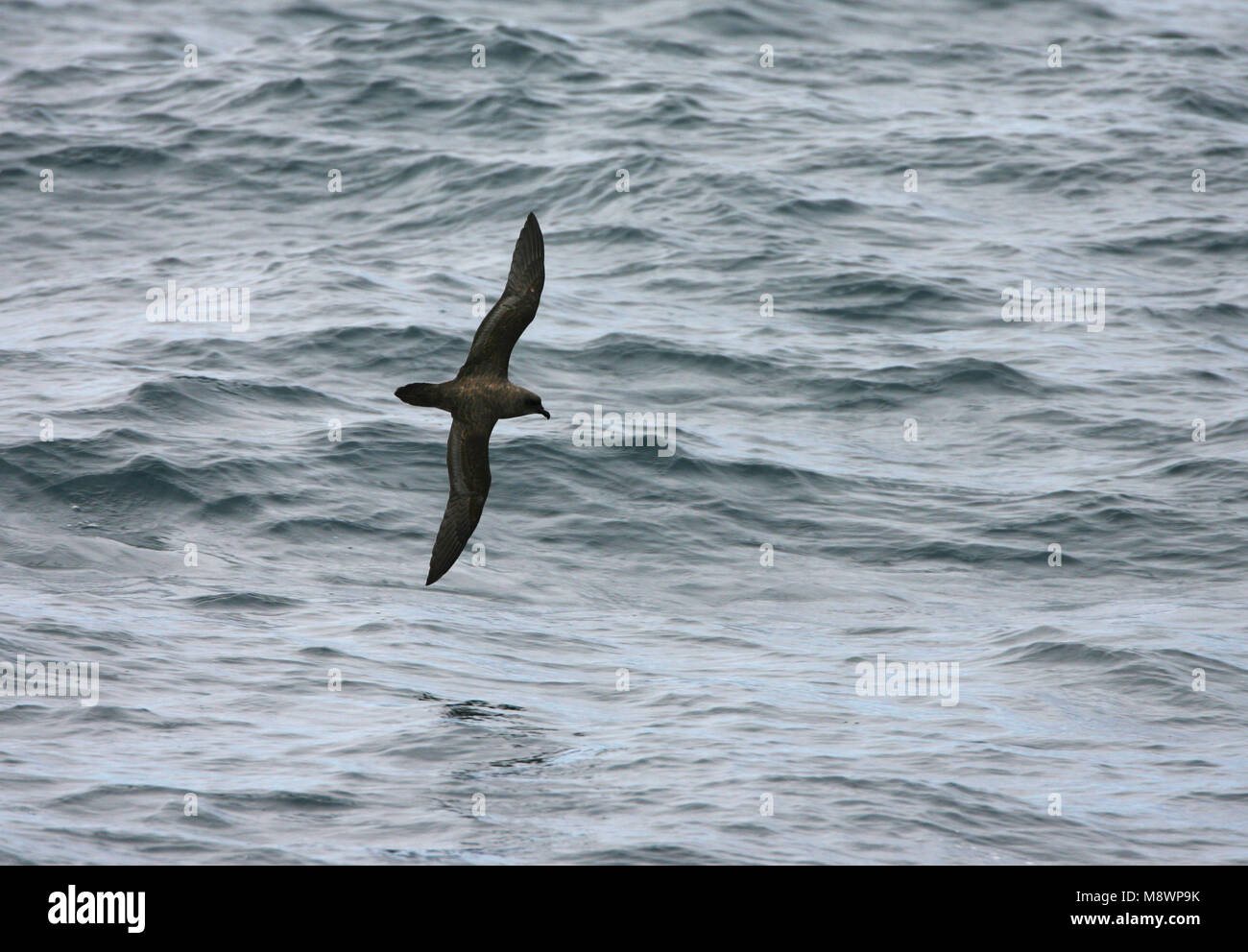 Schlegels stormvogel hi-res stock photography and images - Alamy