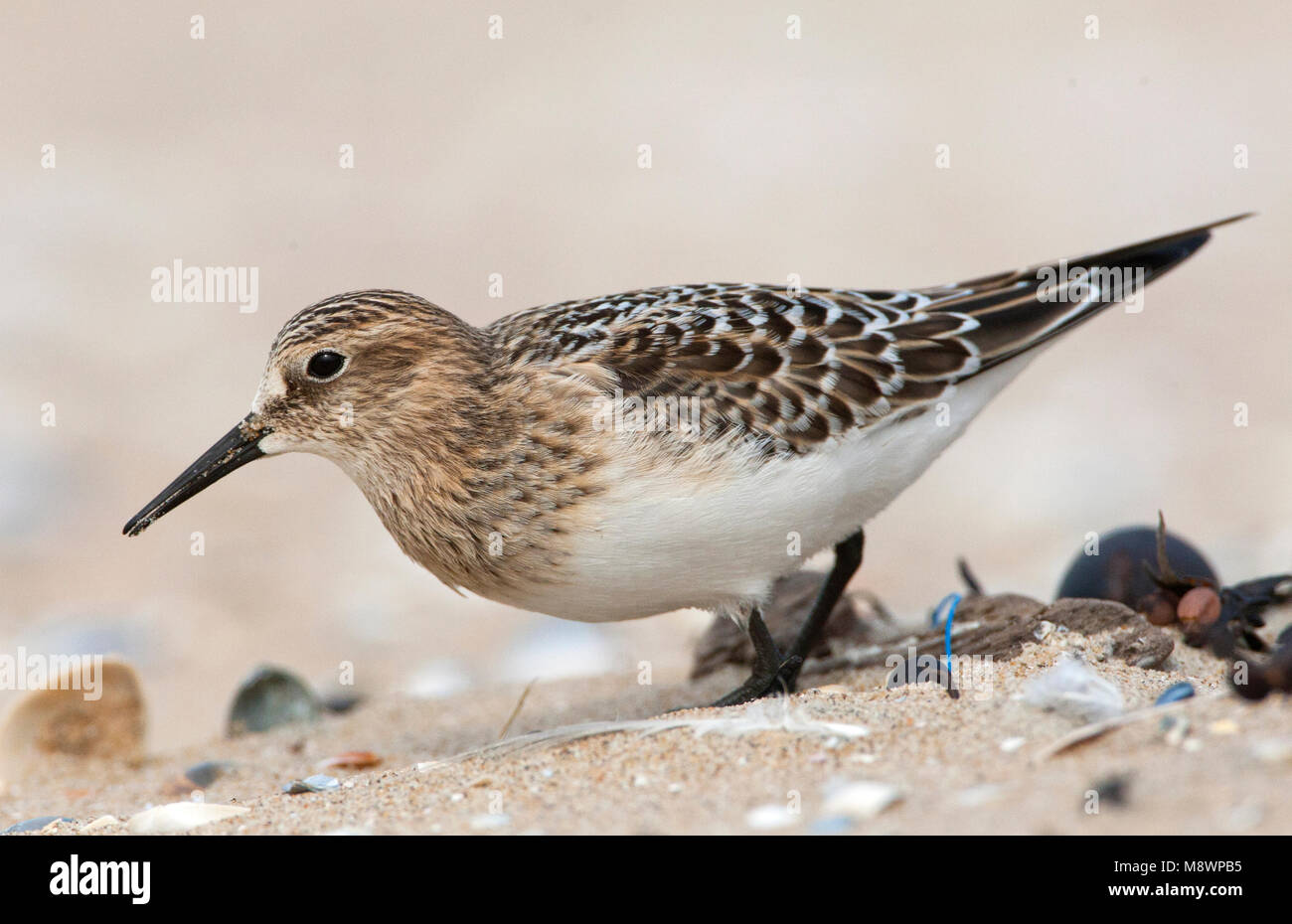 Bairds strandloper hi-res stock photography and images - Alamy
