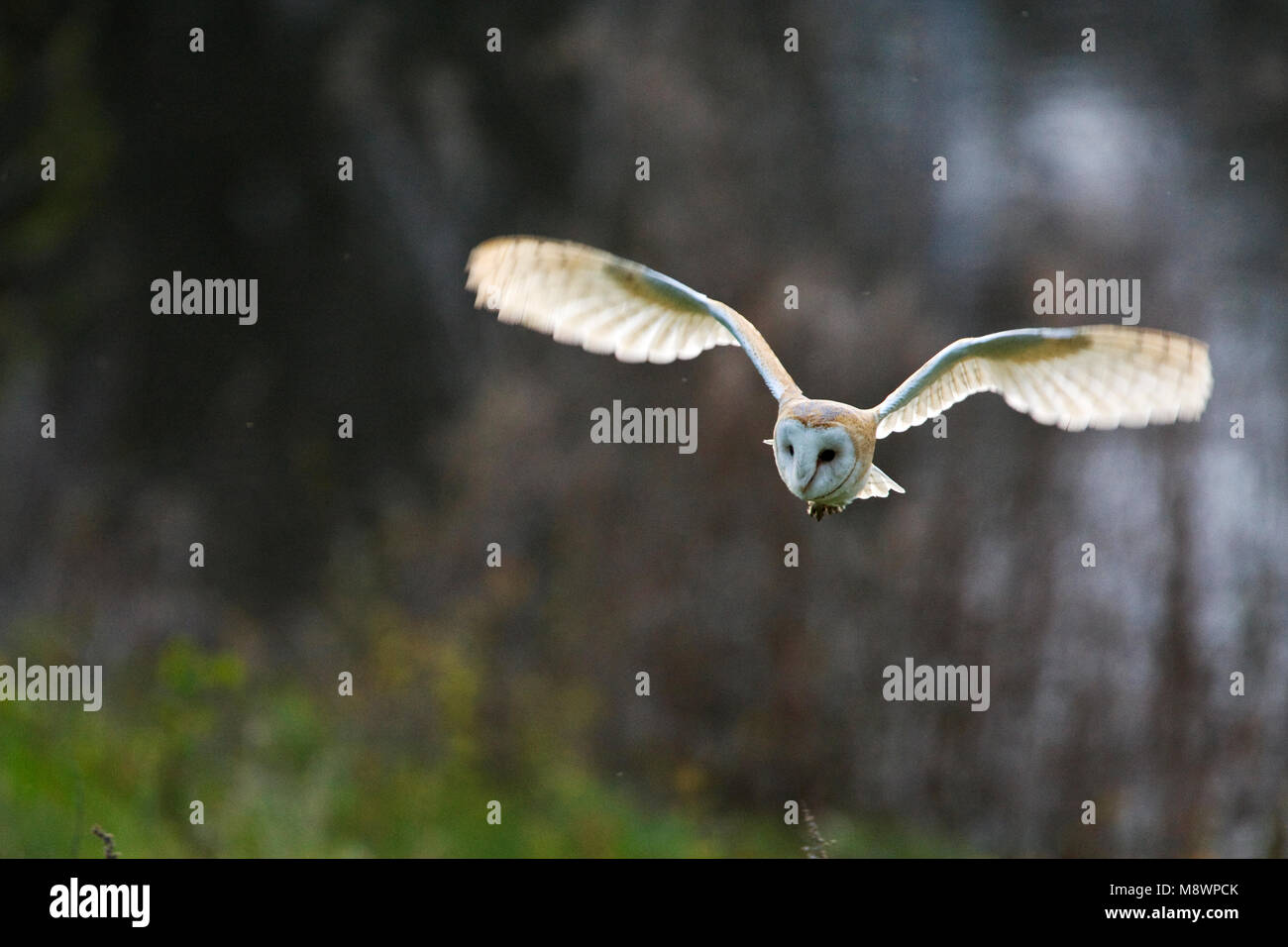 Kerkuil overdag in de vlucht; Barn Owl in flight in daytime Stock Photo ...