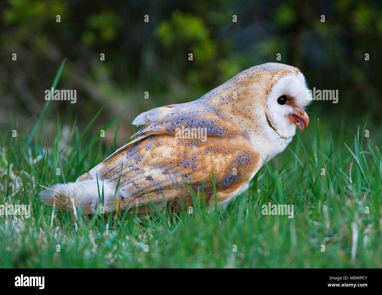 Kerkuil met prooi; Barn Owl with prey Stock Photo - Alamy