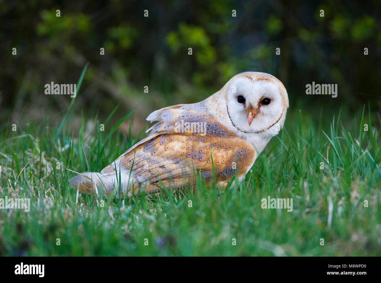 Kerkuil met prooi; Barn Owl with prey Stock Photo - Alamy