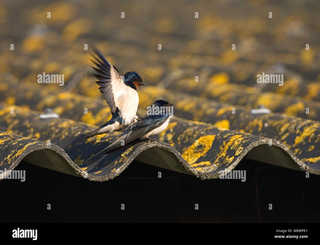 Barn Swallow Boerenzwaluw Stock Photo - Alamy