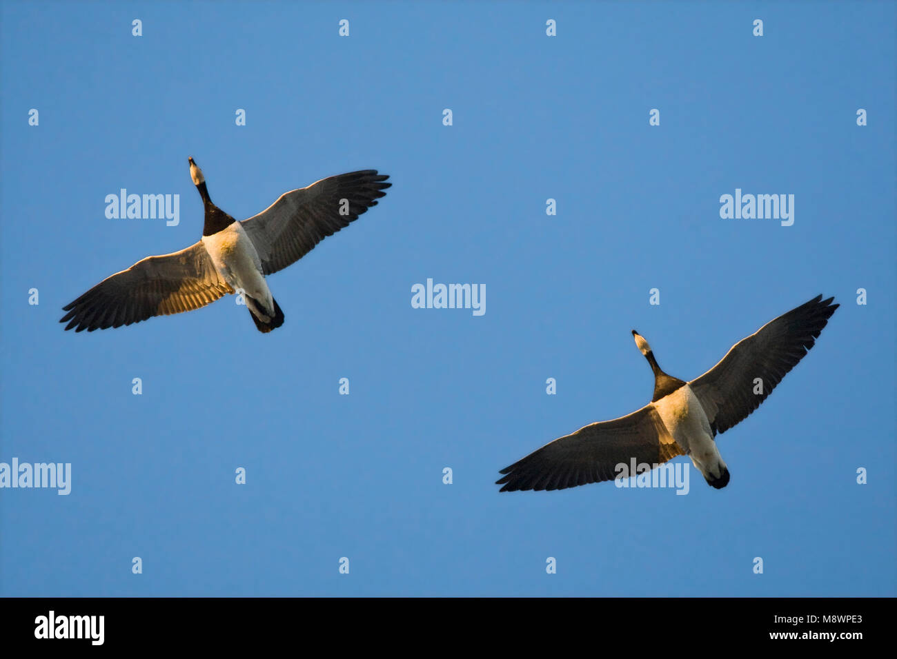 Flying goose geese hi-res stock photography and images - Alamy