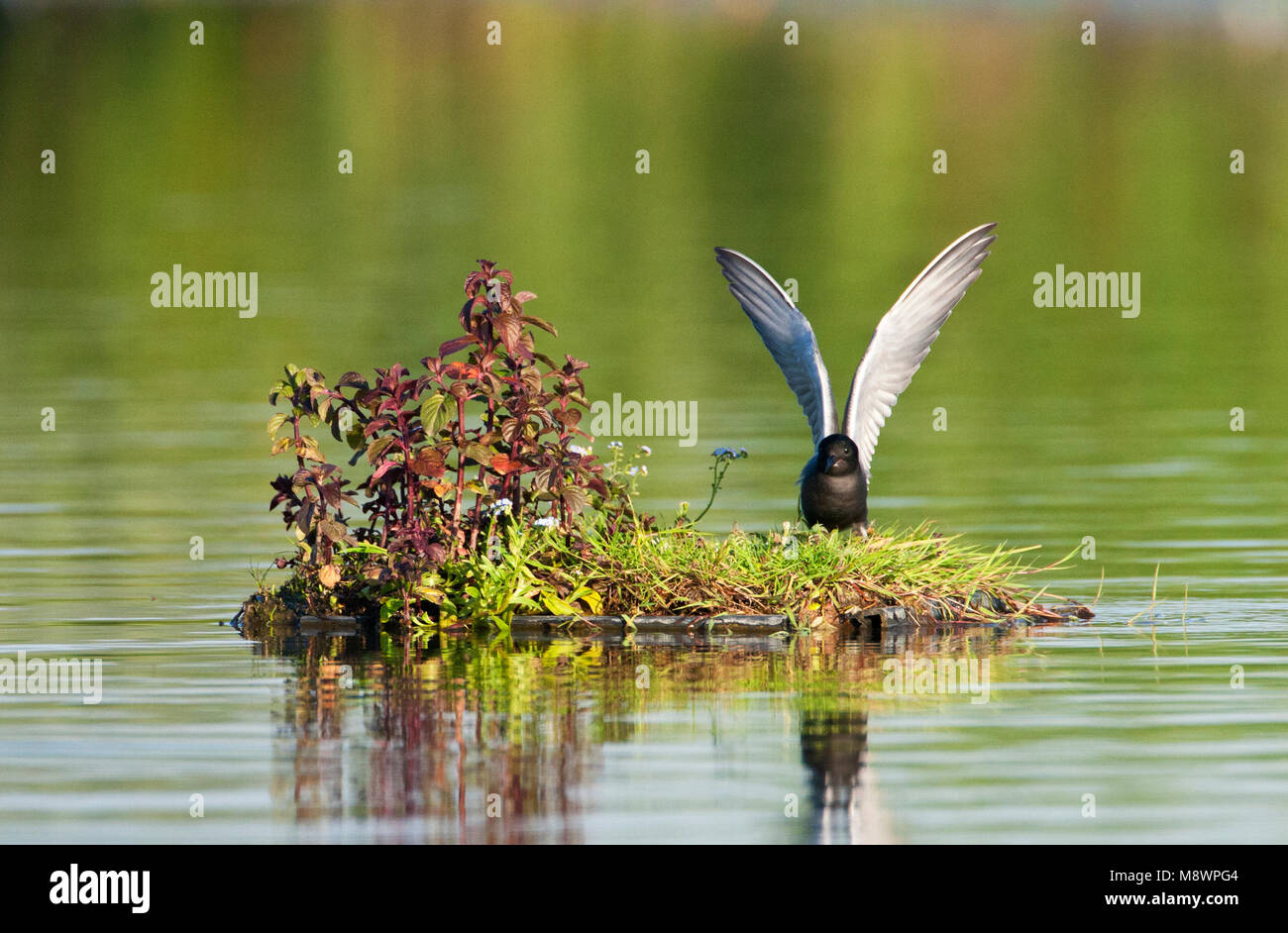 Zwarte stern hi-res stock photography and images - Alamy