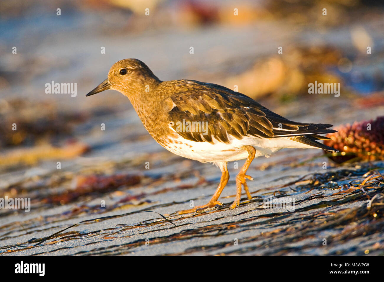 Black turnstone hi-res stock photography and images - Alamy