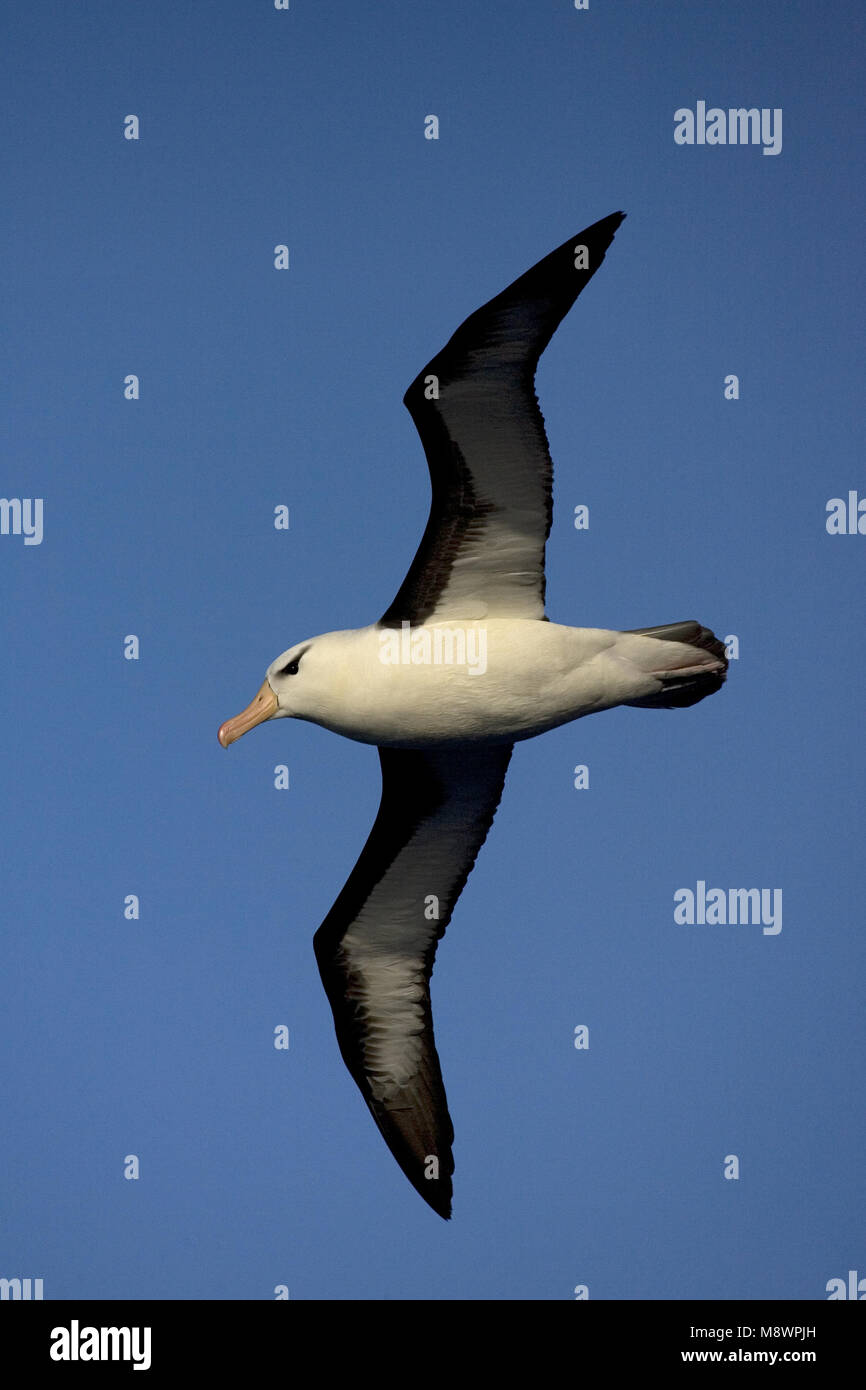 Adult Black-browed Albatross flying above open ocean against blue sky ...