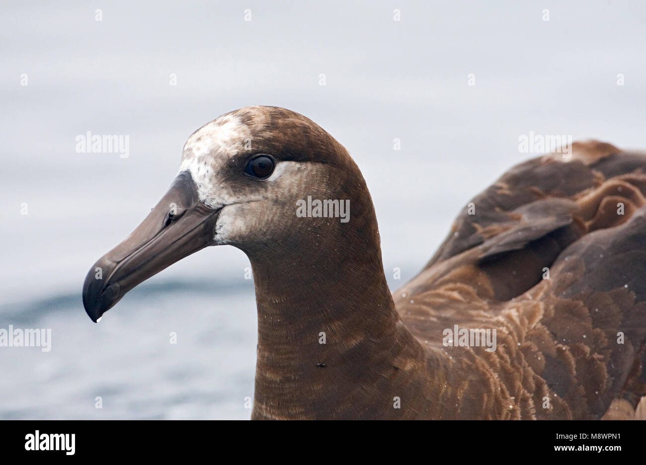 Zwartvoetalbatros close-up; Black-footed Albatross portrait Stock Photo ...