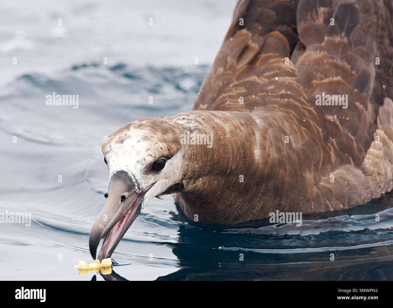 Californische Meeuw; California Gull Stock Photo - Alamy