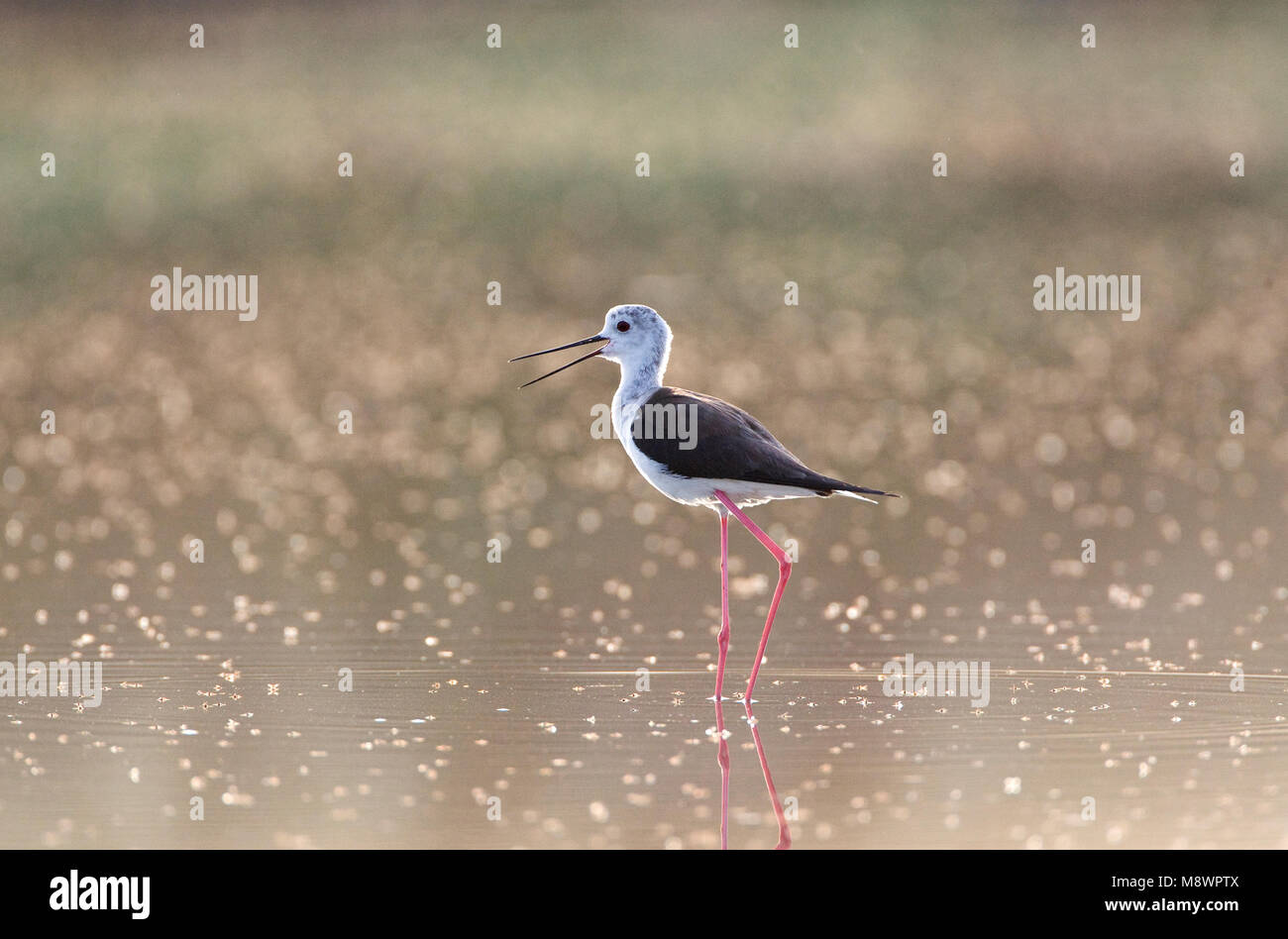 Roepende Steltkluut; Calling Black-winged Stilt Stock Photo - Alamy