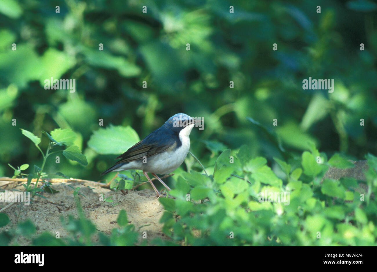 Siberian Blue Robin male perched on the ground; Blauwe Nachtegaal man ...