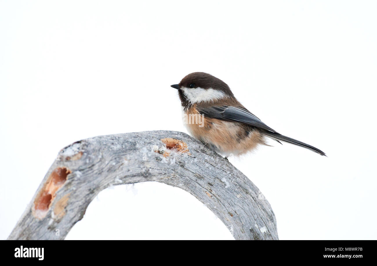 Siberian Tit, Bruinkopmees, Poecile cinctus Stock Photo - Alamy