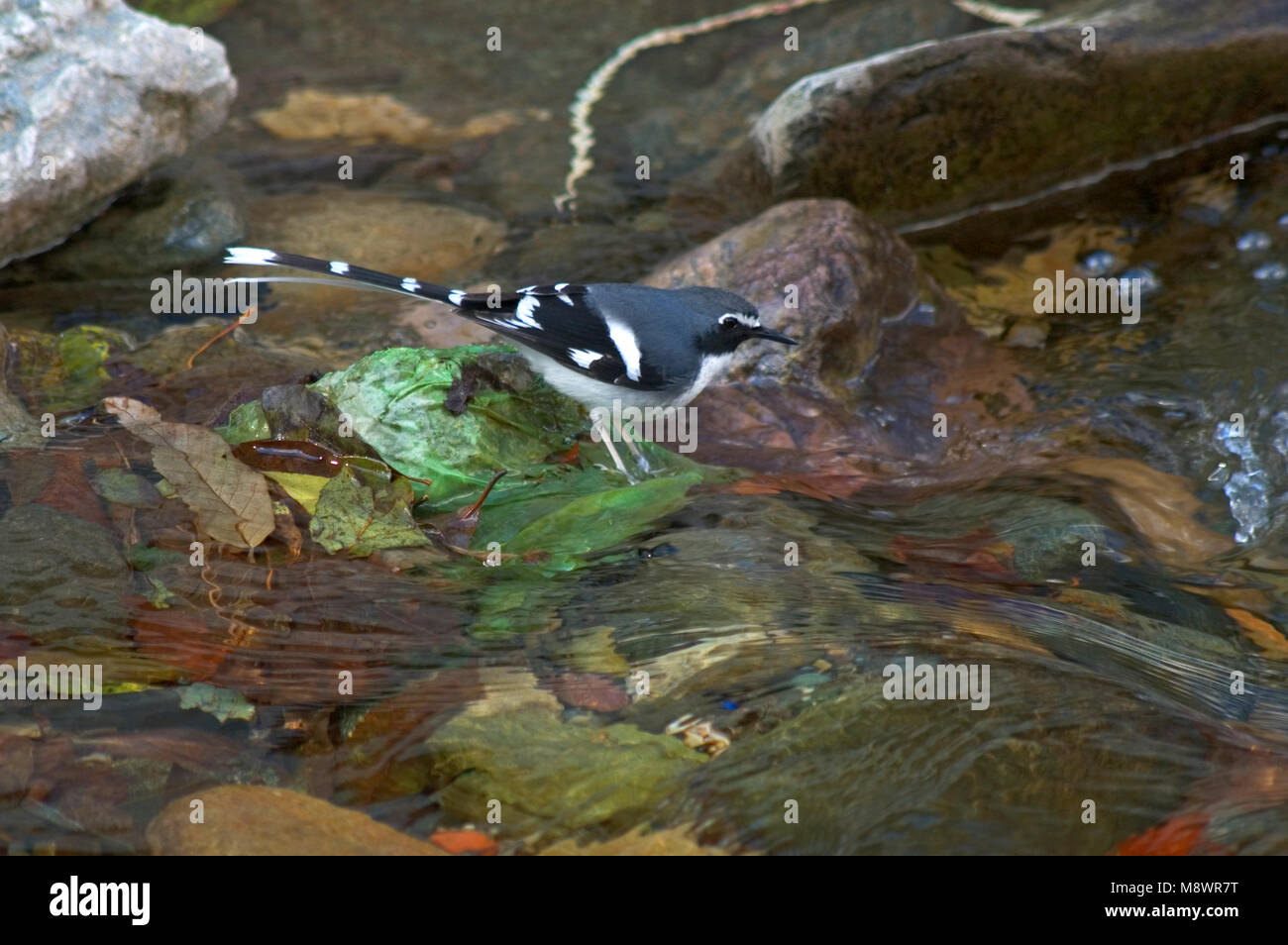 Forktail bird hi-res stock photography and images - Alamy