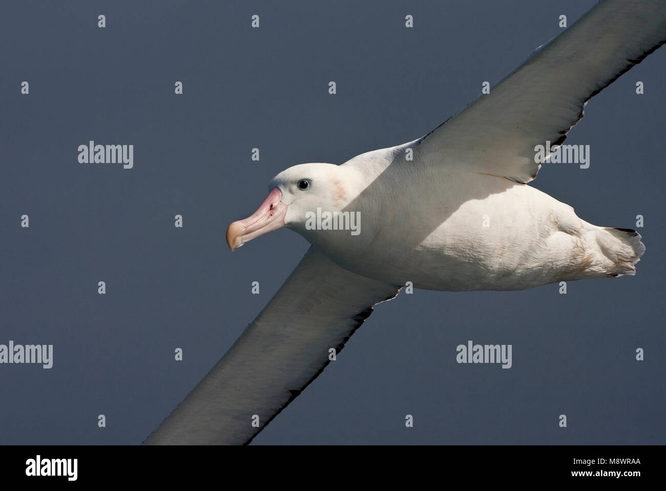 Grote Albatros vliegend; Snowy (Wandering) Albatross flying Stock Photo ...