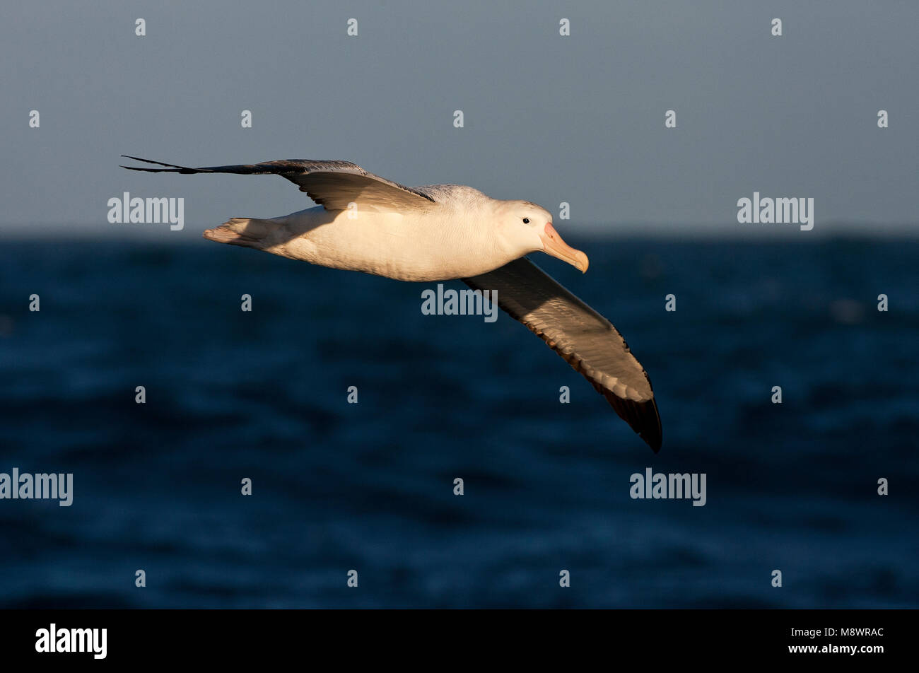 Grote Albatros vliegend; Snowy (Wandering) Albatross flying Stock Photo ...
