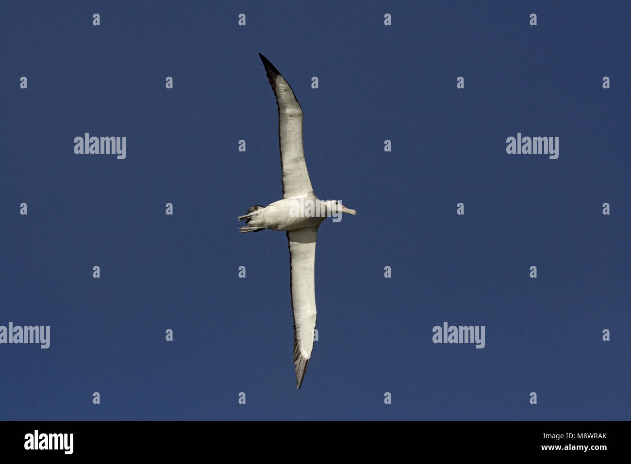 Grote albatross hi-res stock photography and images - Alamy