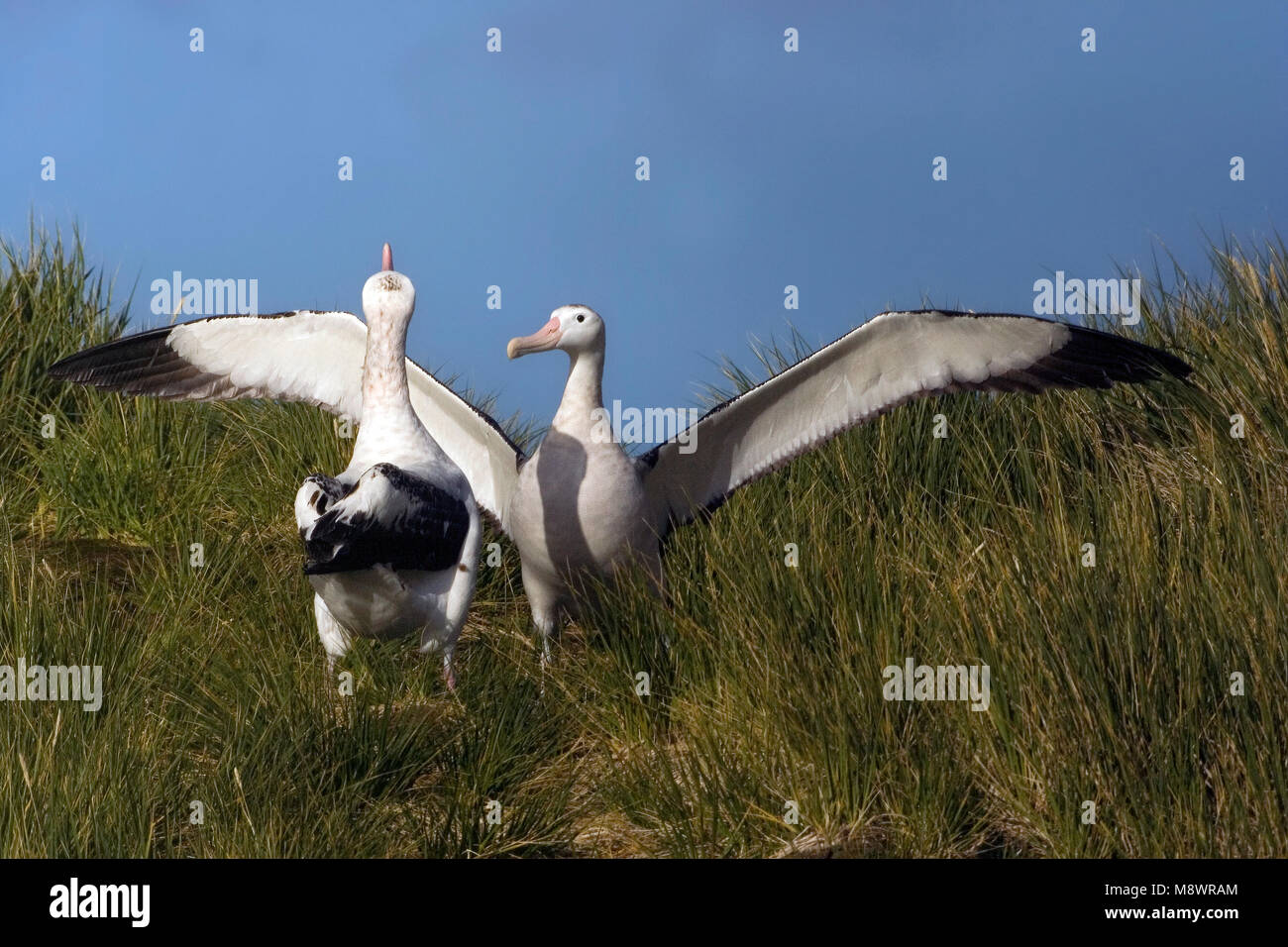 Snowy (Wandering) Albatross (Diomedea (exulans) exulans) greeting each ...