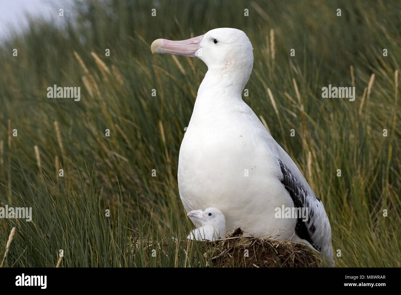 Snowy (Wandering) albatross on its nest; Grote Albatros op zijn nest ...