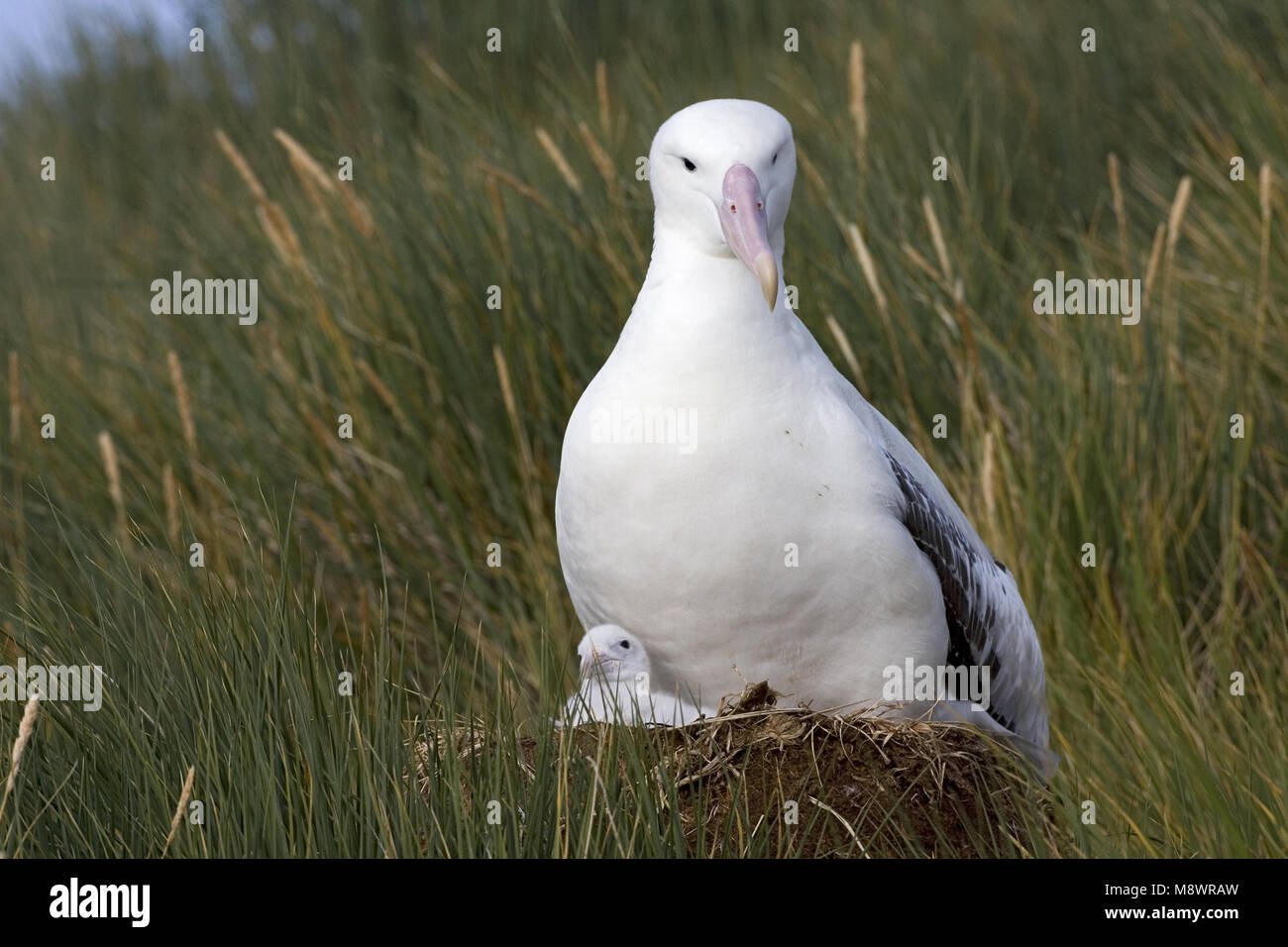 Snowy (Wandering) albatross on its nest; Grote Albatros op zijn nest ...