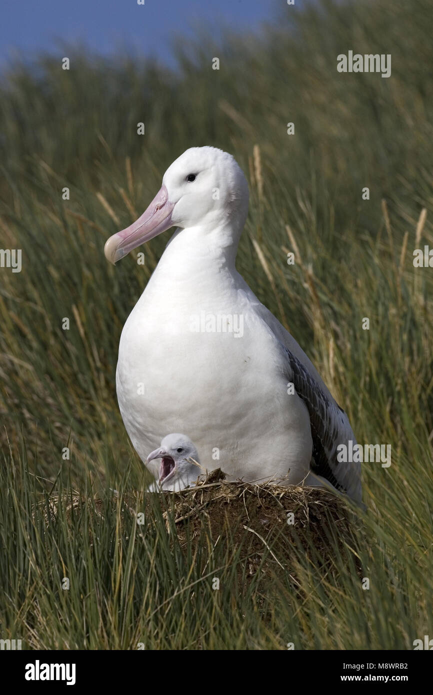 Snowy (Wandering) Albatross on its nest; Grote Albatros op zijn nest ...