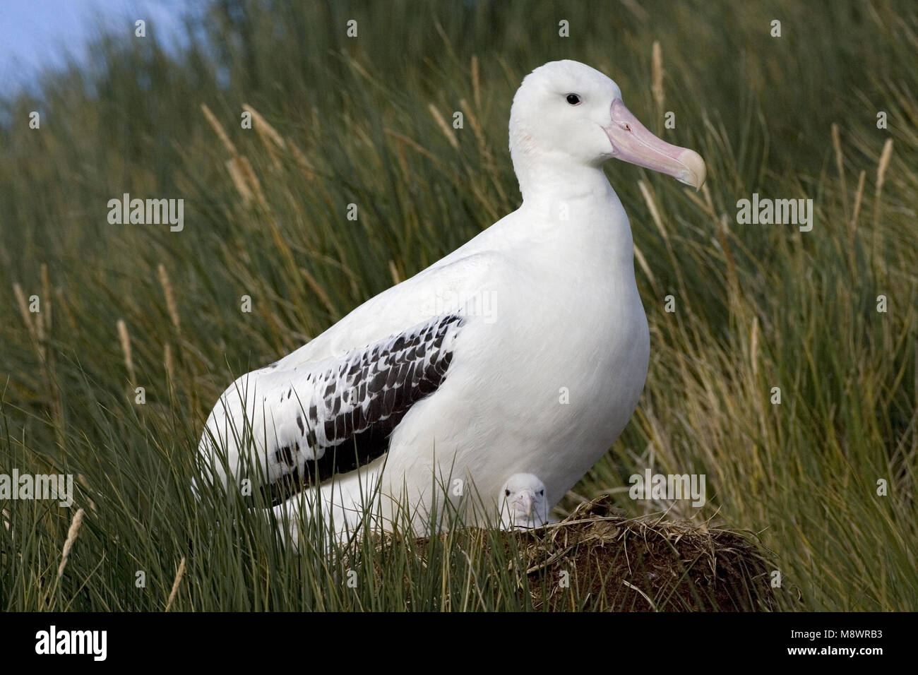Snowy (Wandering) Albatross on its nest; Grote Albatros op zijn nest ...