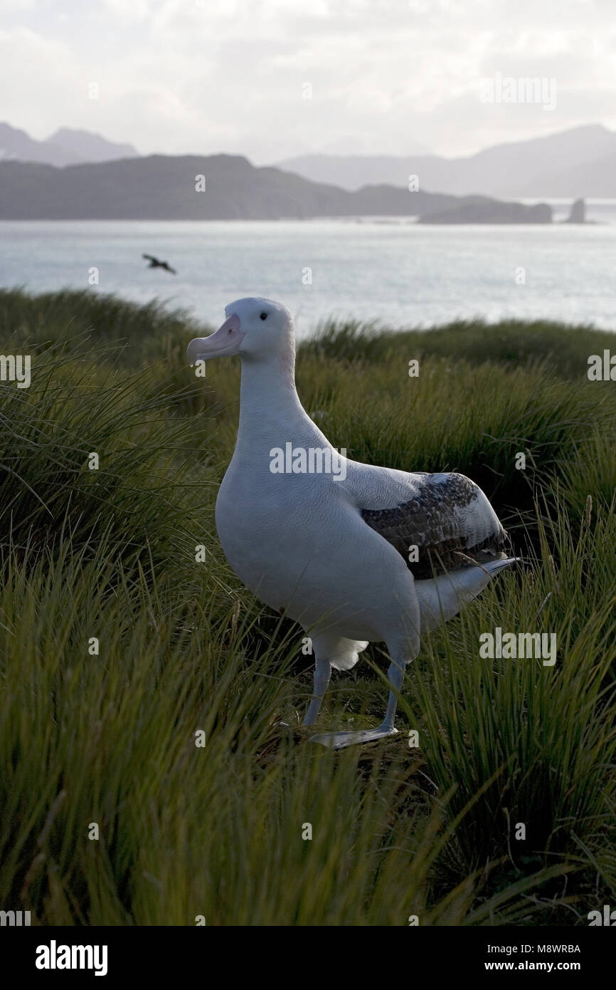 Snowy (Wandering) Albatross standing in colony; Grote Albatros staand ...