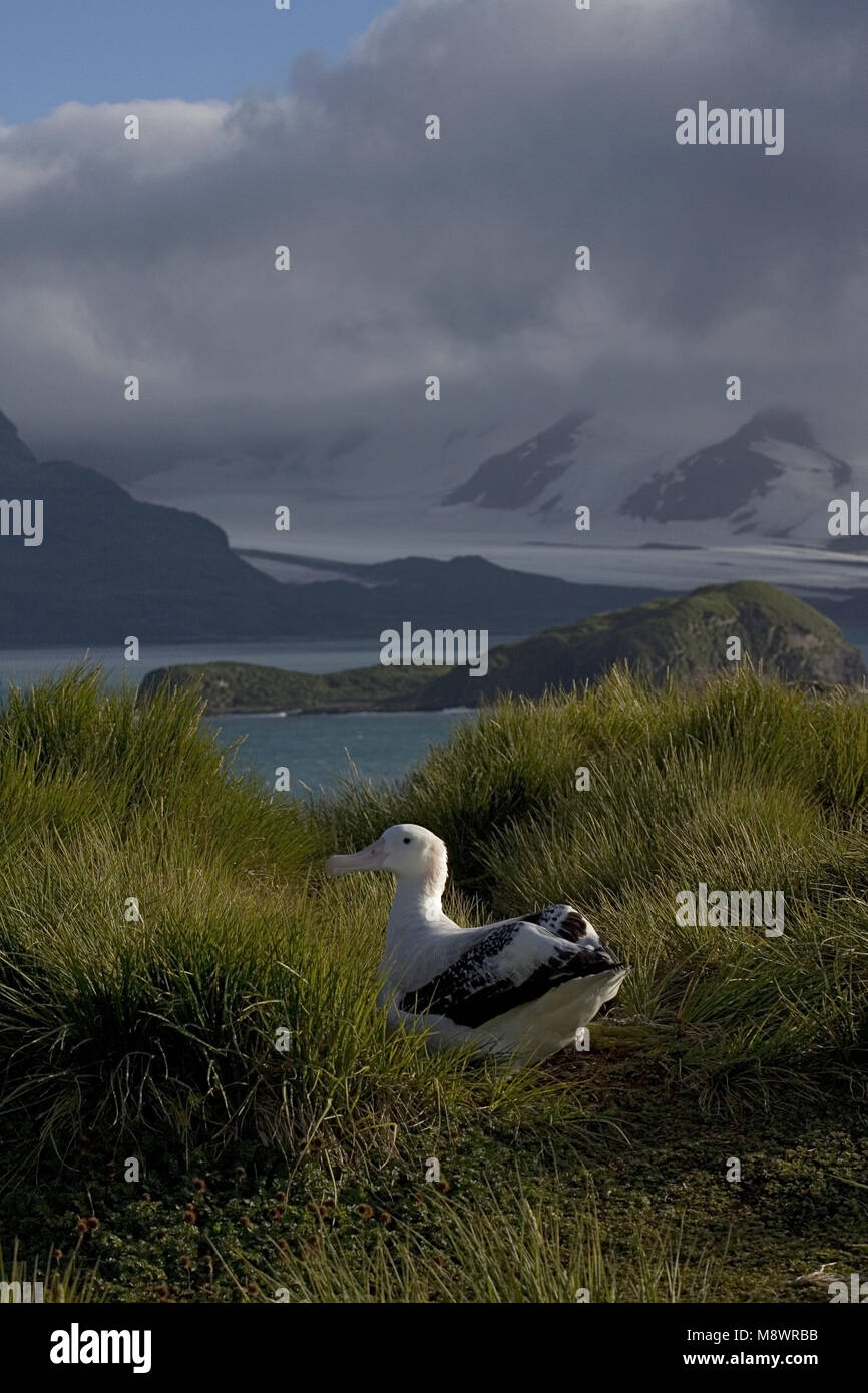 Snowy (Wandering) Albatross standing in colony; Grote Albatros staand ...