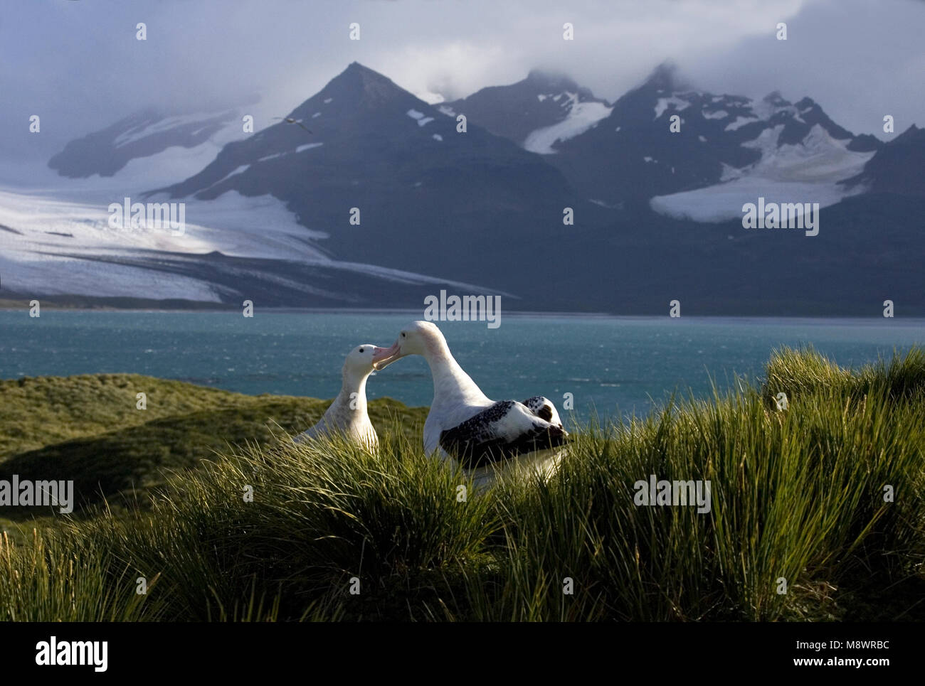 Subspecies exulans hi-res stock photography and images - Alamy