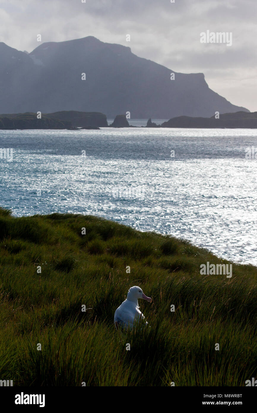 Grote Albatros staand; Snowy (Wandering) Albatross standing Stock Photo ...